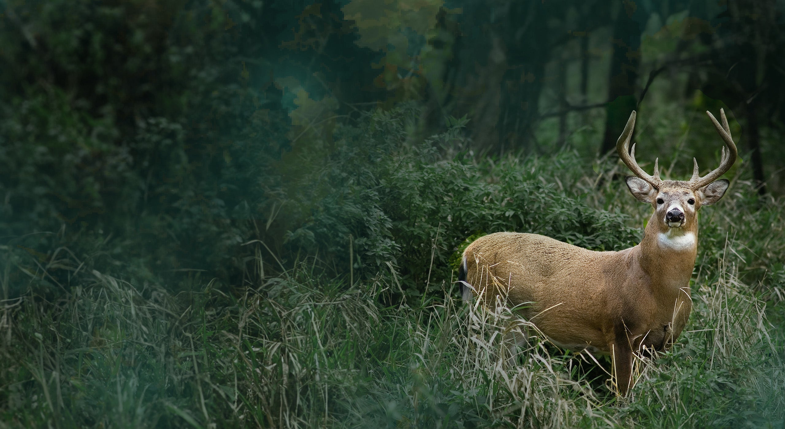 C’Mere Deer Attractant Official Store – FL Outdoors